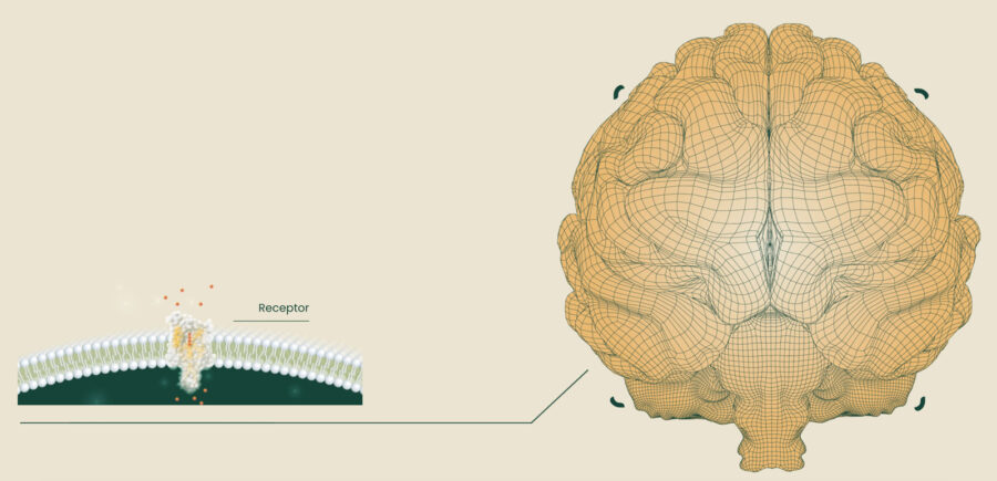 Precision Neuroscience » Rapport Therapeutics