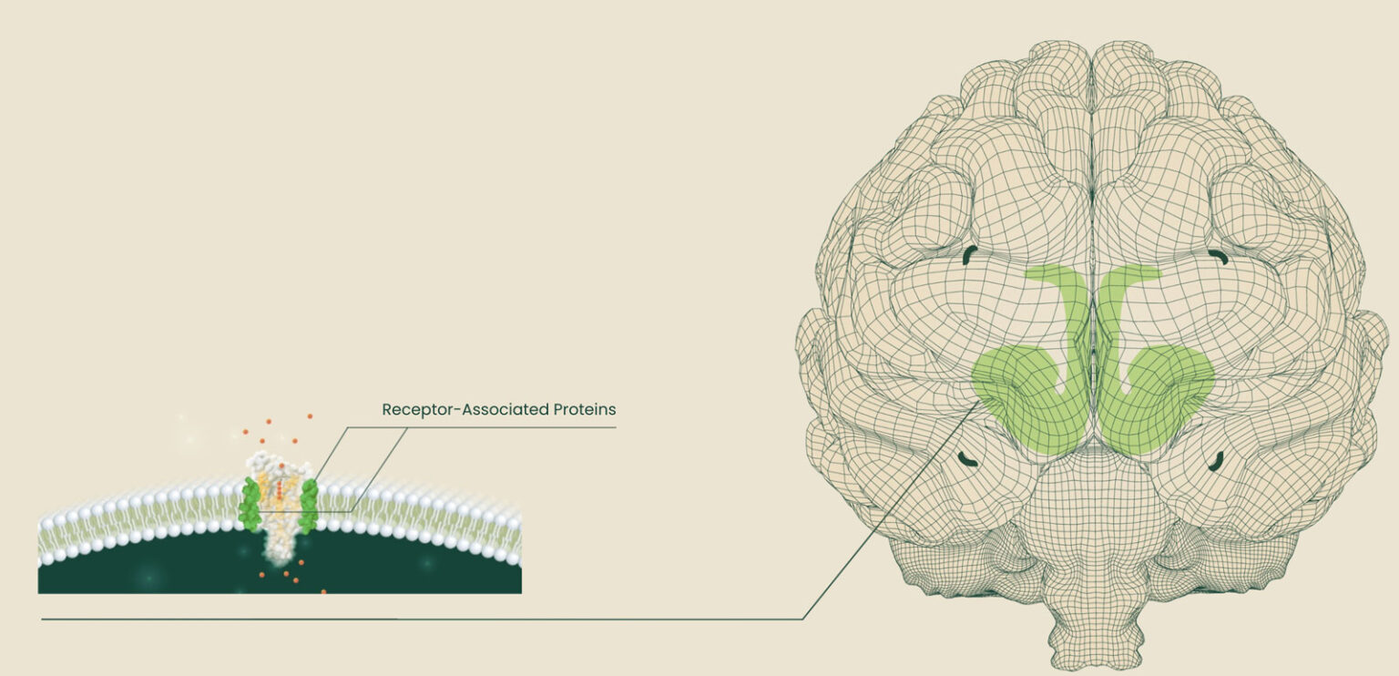 Precision Neuroscience » Rapport Therapeutics