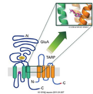 Programs » Rapport Therapeutics